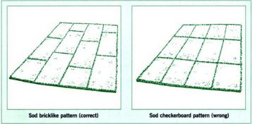 How to Lay Sod in 5 Easy Steps! (Yes, Really) - The Lawn Mowing King